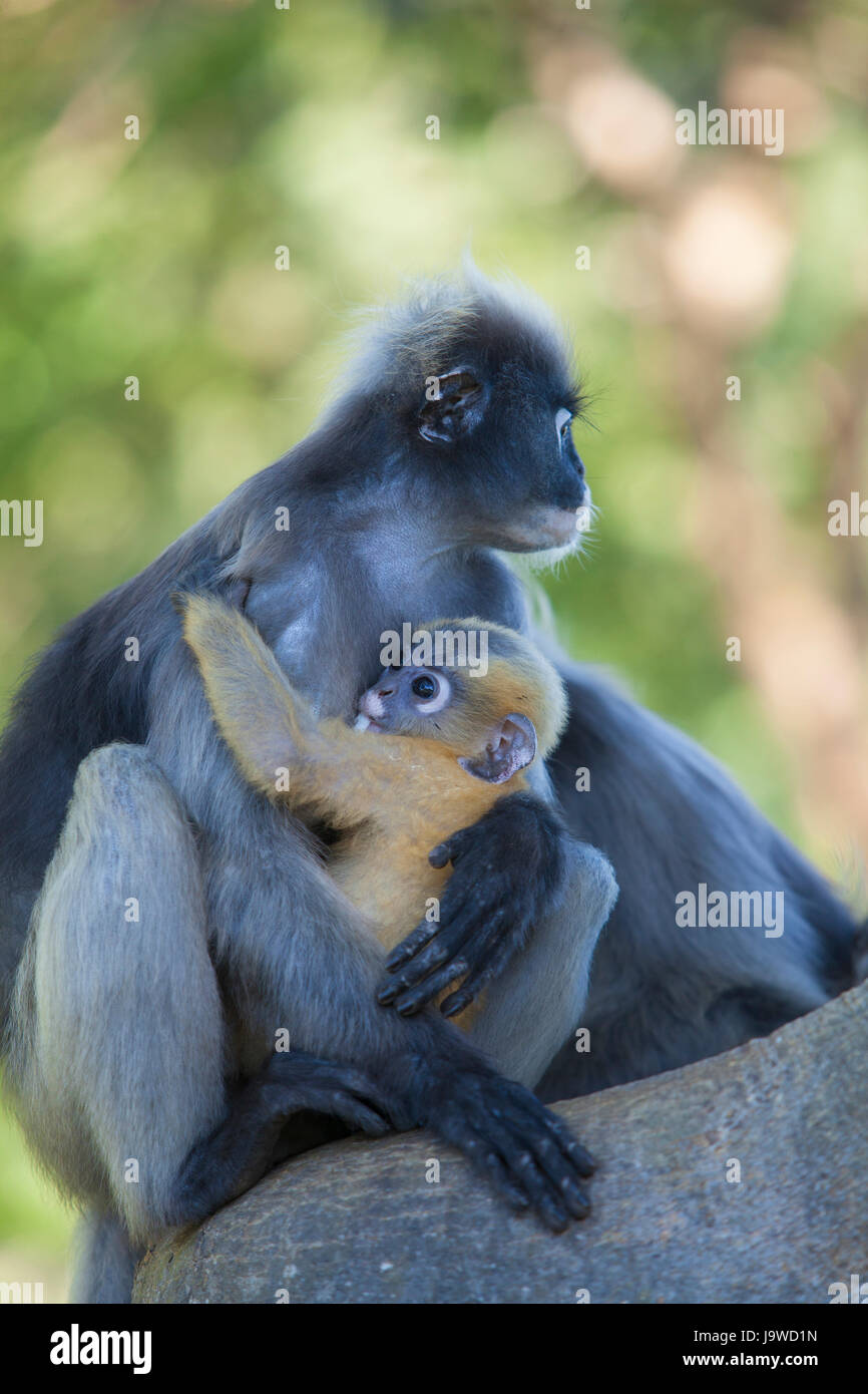 The dusky leaf monkey, spectacled langur, or spectacled leaf monkey ...