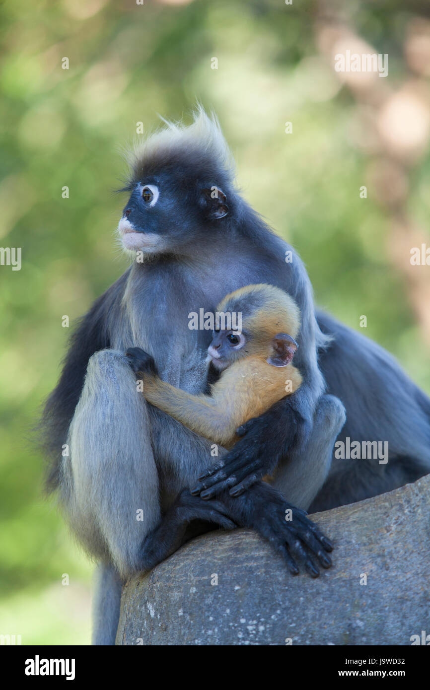 The dusky leaf monkey, spectacled langur, or spectacled leaf monkey ...