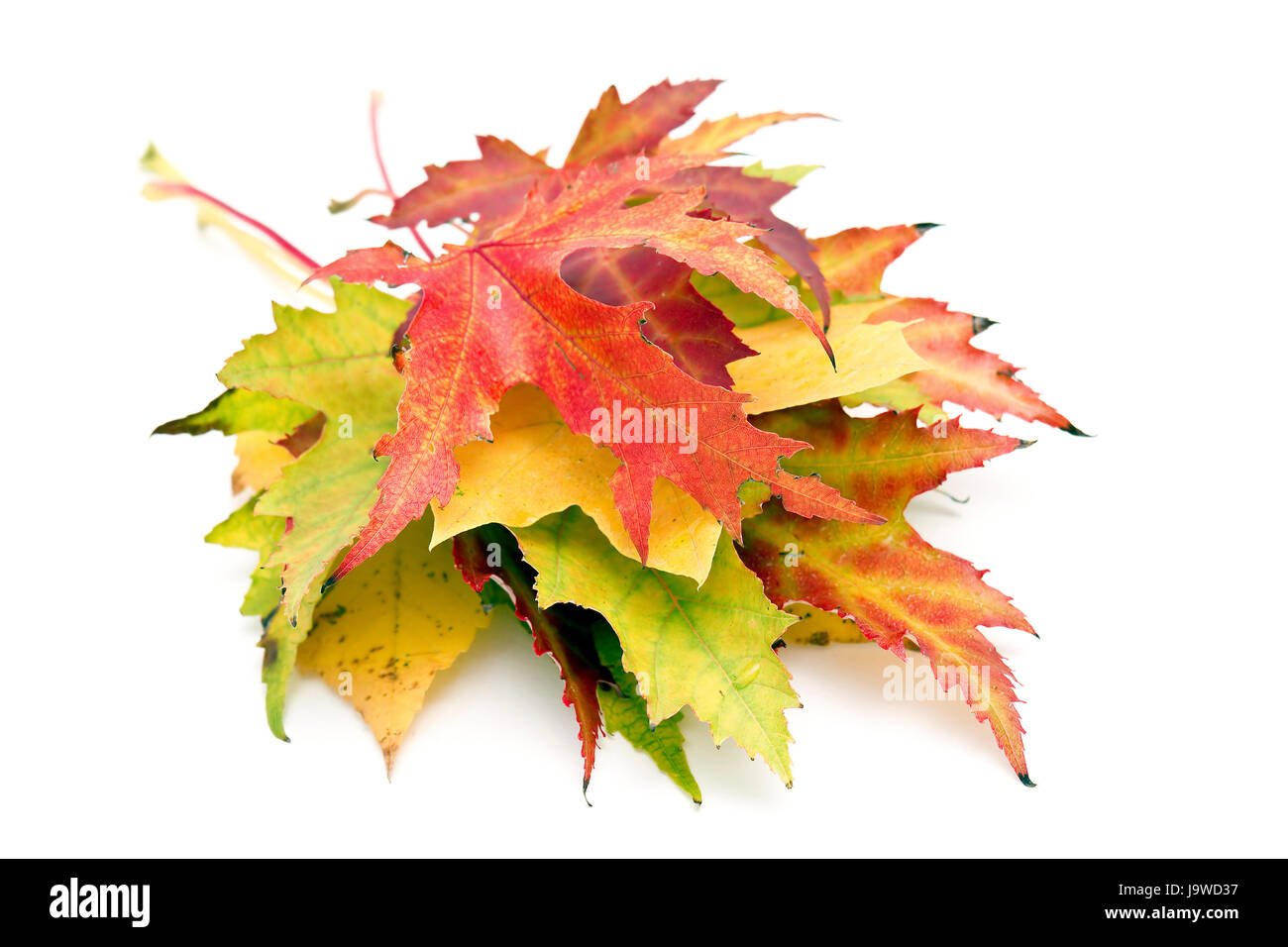leaf, objects, environment, enviroment, isolated, colour, closeup ...
