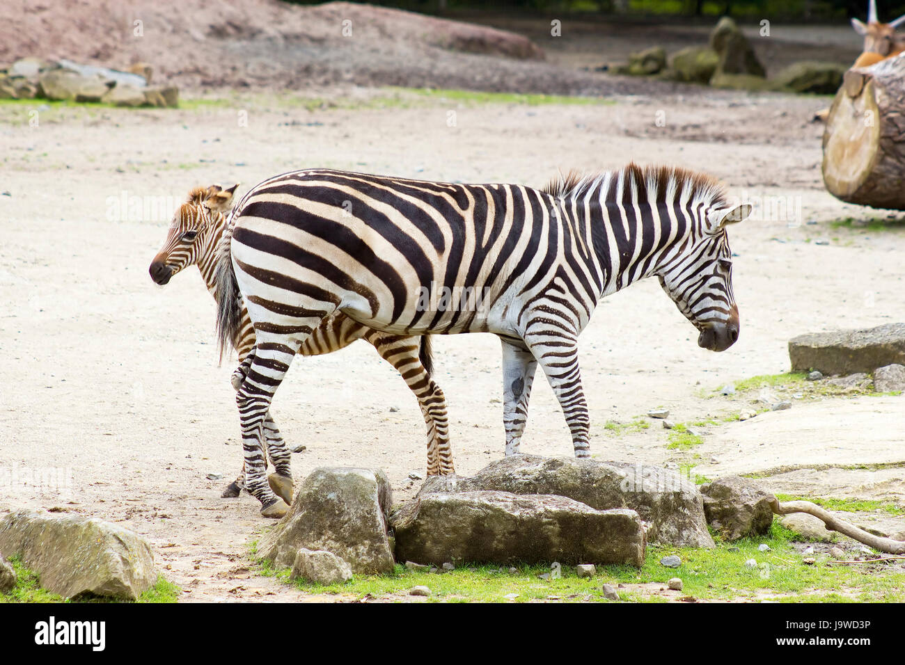 garden, horse, animal, mammal, wild, africa, savannah, field, skin ...