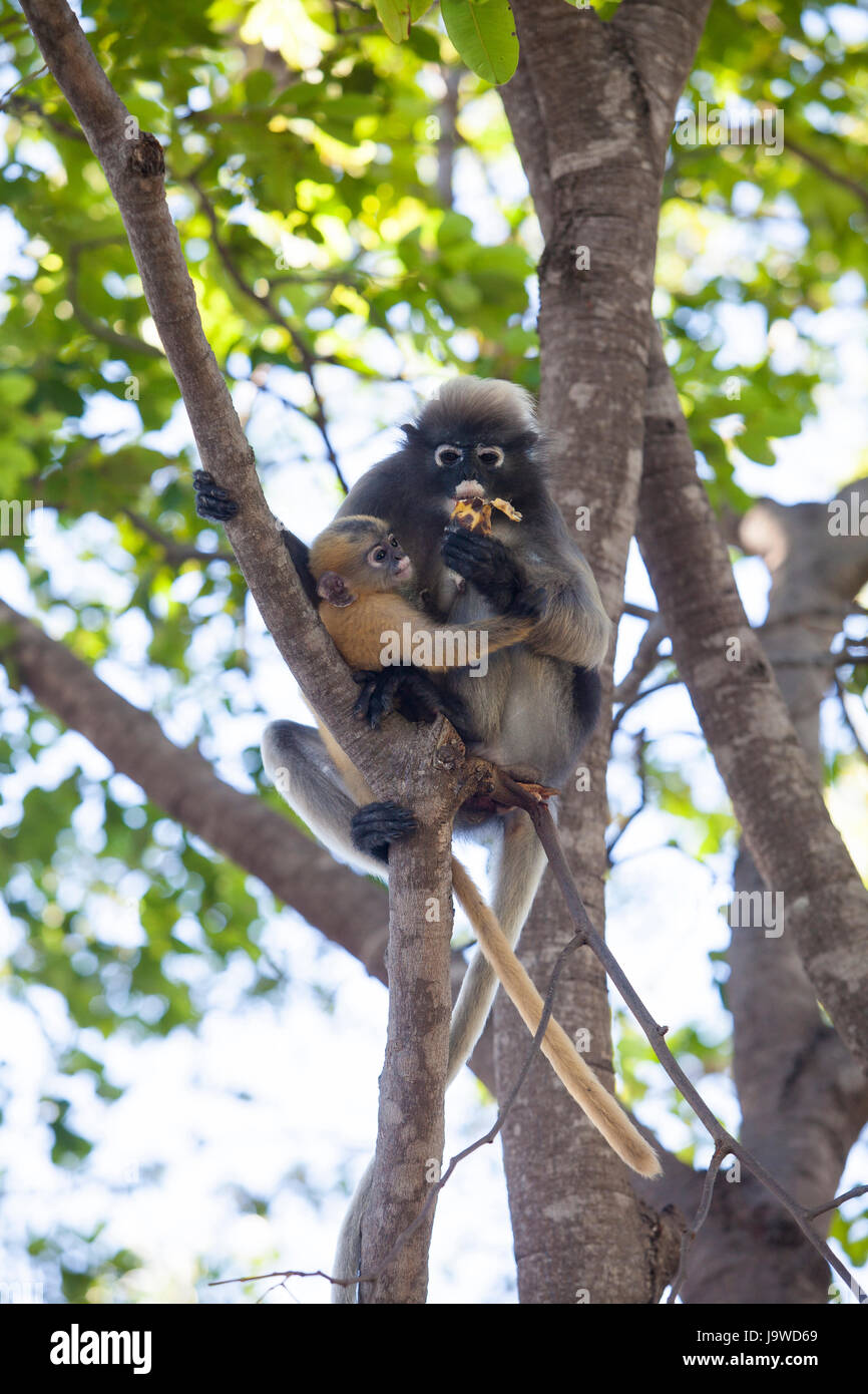 The dusky leaf monkey, spectacled langur, or spectacled leaf monkey ...