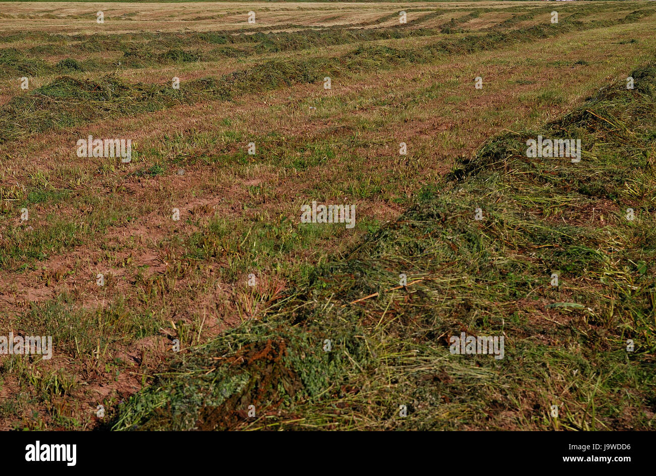 agricultural, culture, flow, ground, soil, earth, humus, new ...