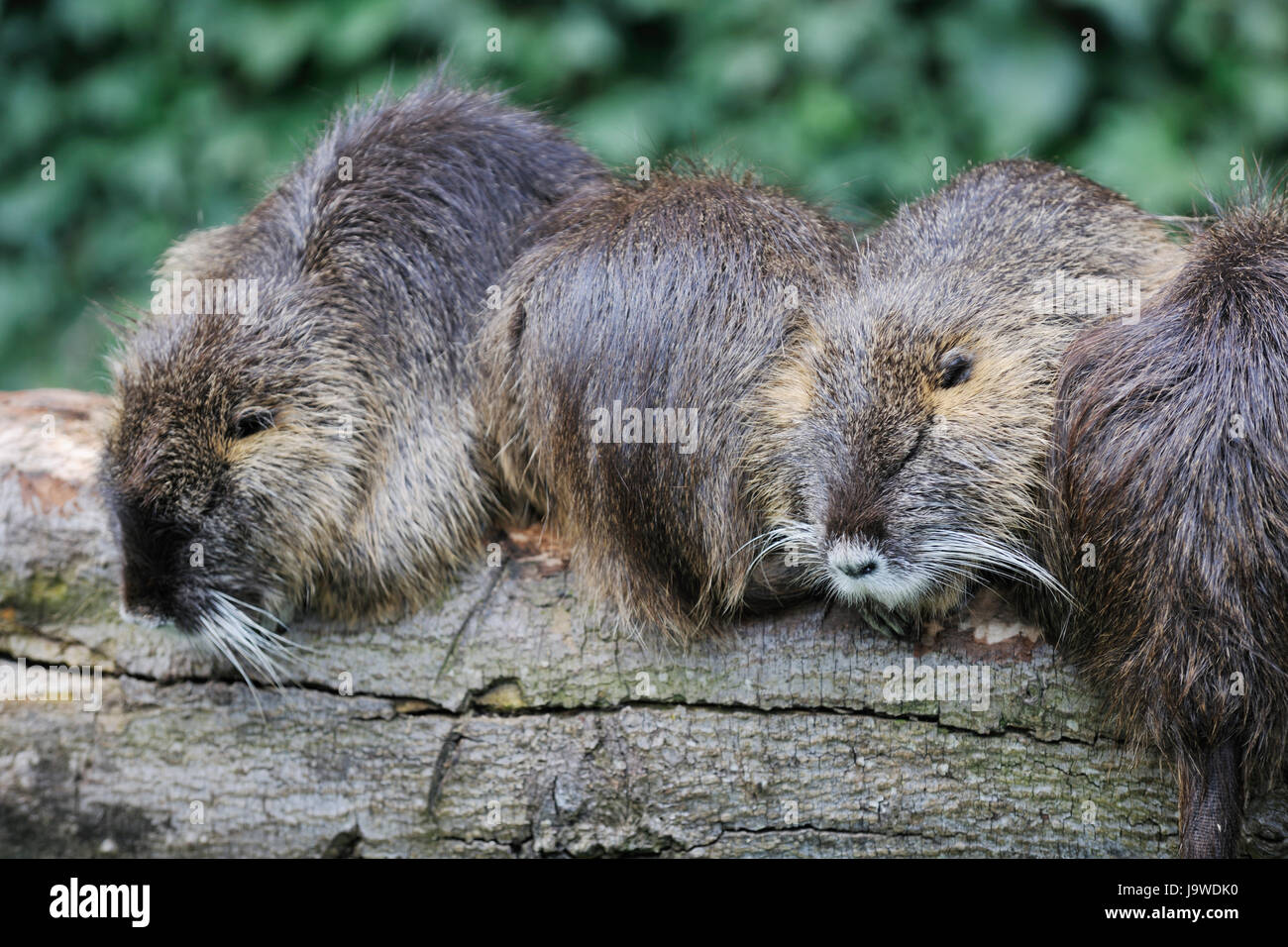 animal, wild, zoo, look, glancing, see, view, looking, peeking, looking ...