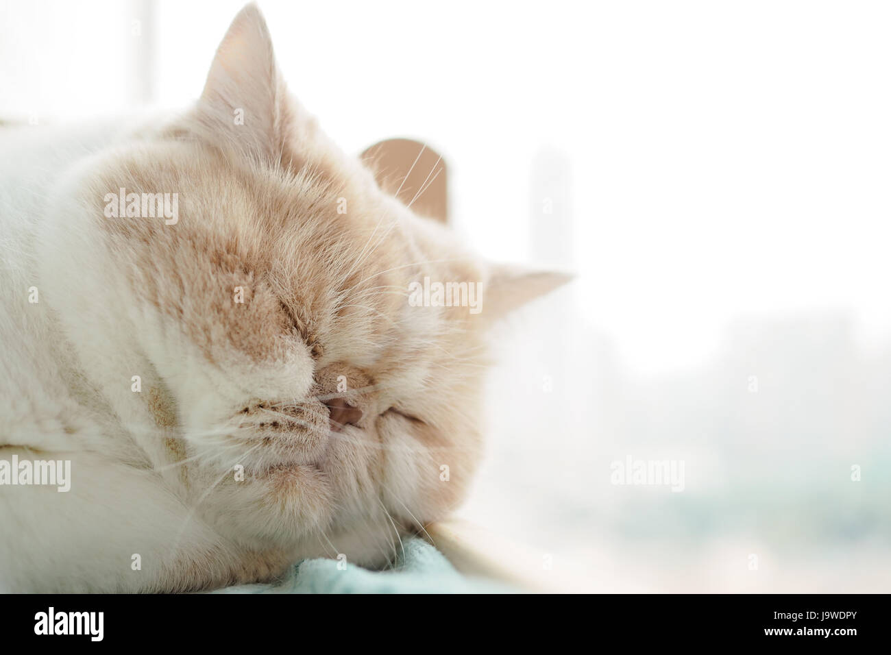 Sleeping fat cat hi-res stock photography and images - Alamy