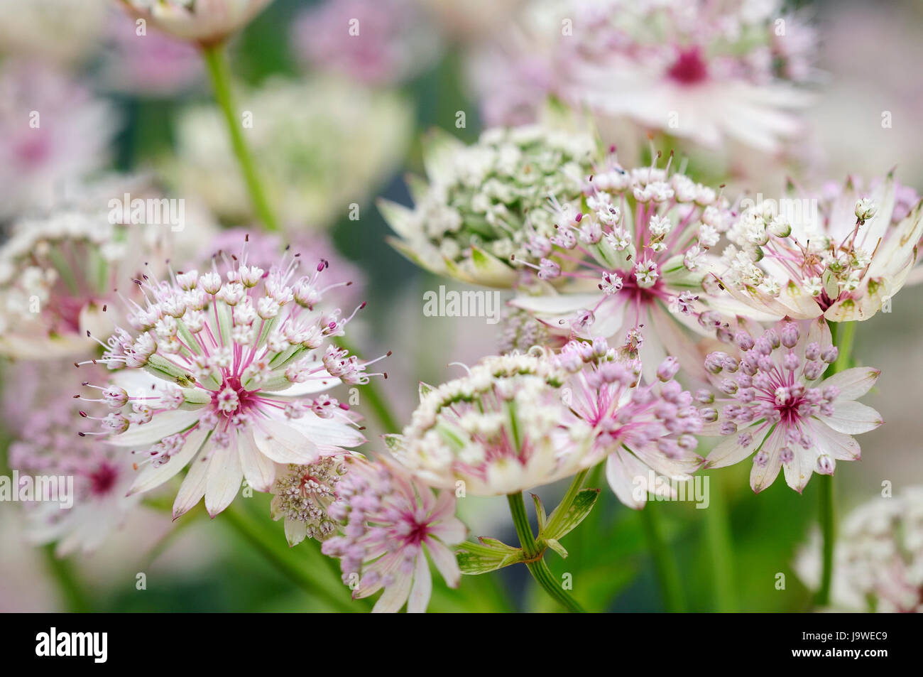 Astrantia blossoms High Resolution Stock Photography and Images - Alamy