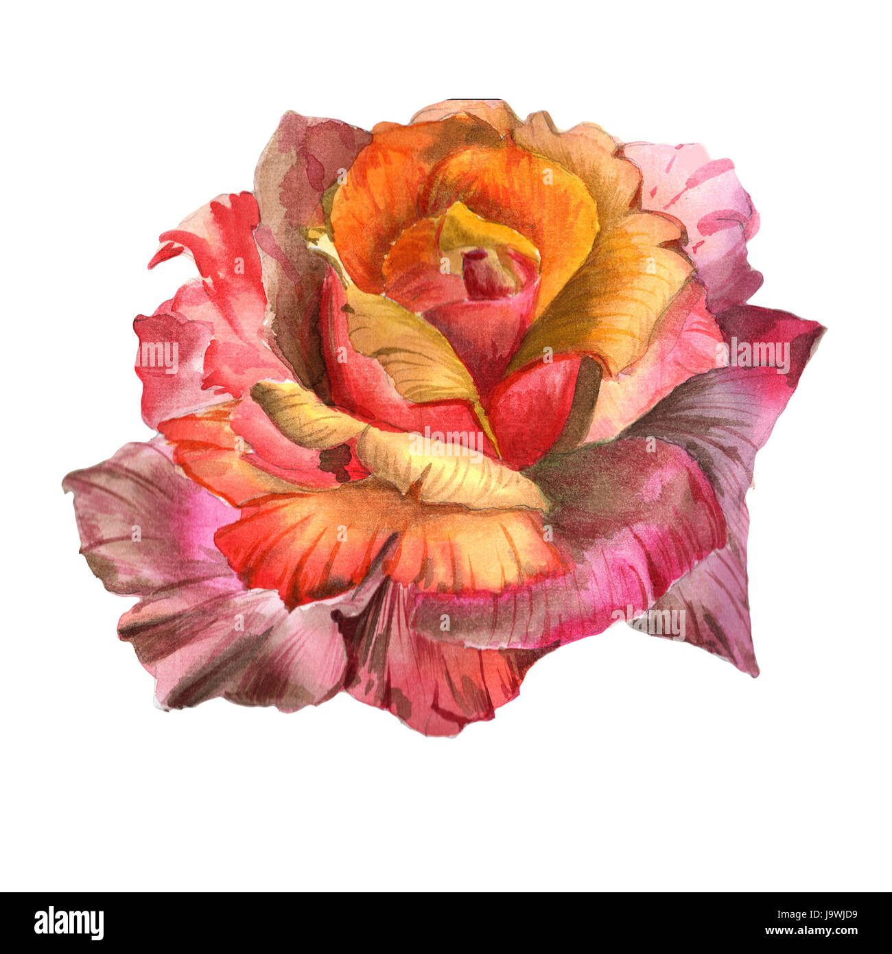 Wildflower rose flower in a watercolor style isolated Stock Photo - Alamy