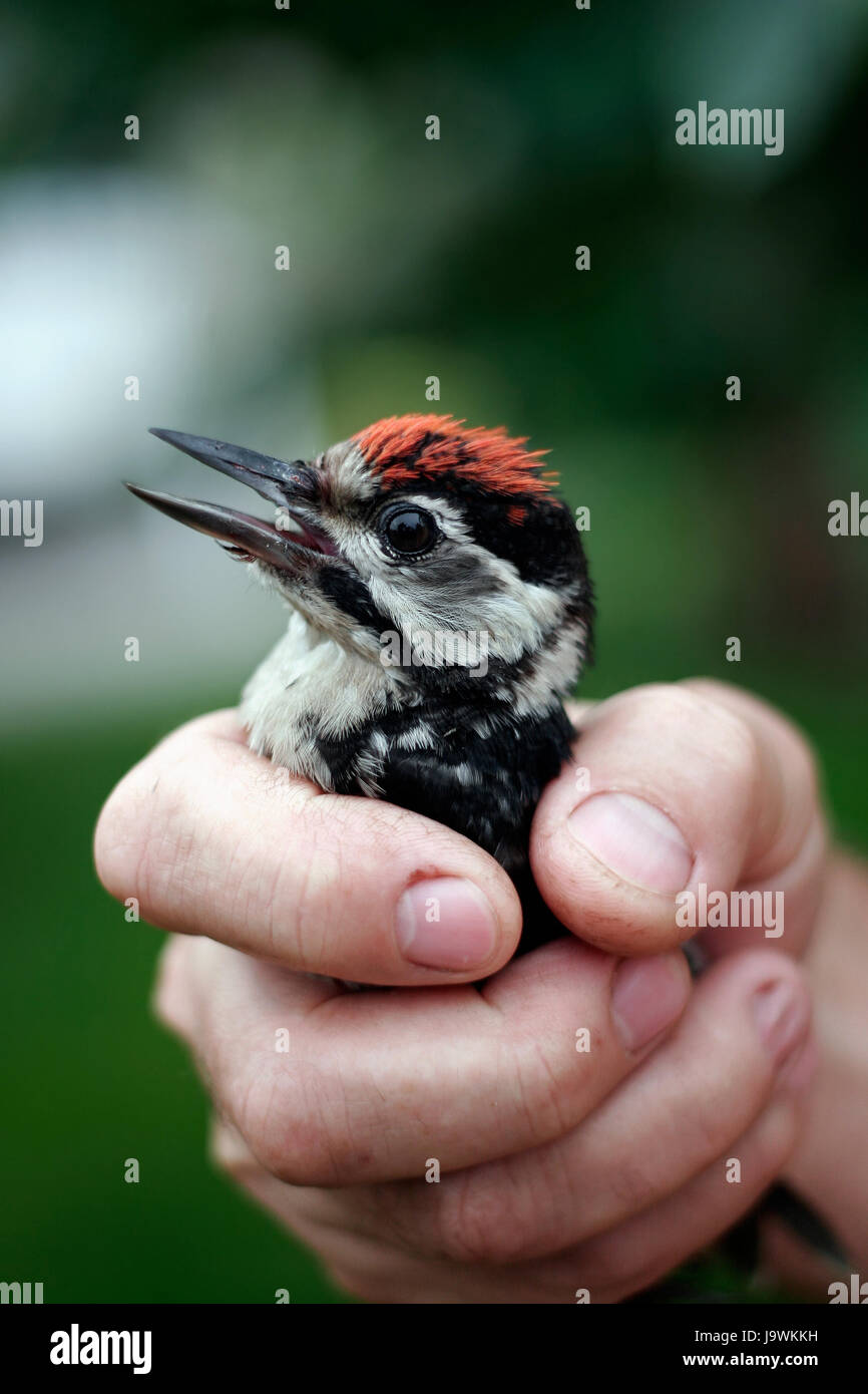 bird, conservation of nature, birds, woodpecker, hand, finger, bird ...
