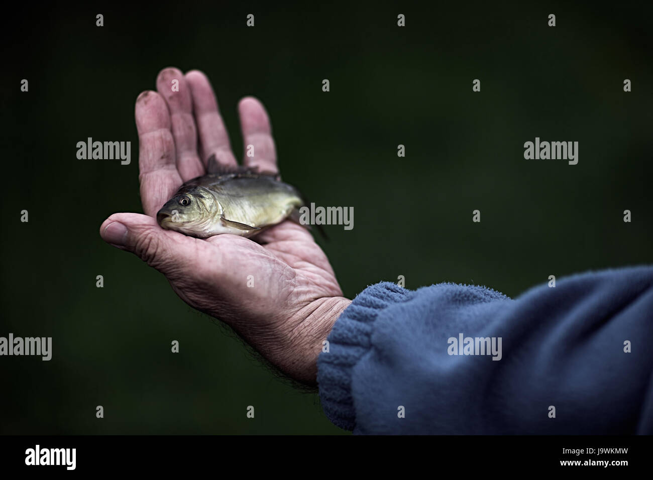 fish in a man's hand Stock Photo - Alamy