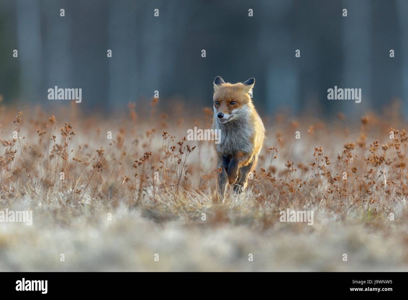 Running fox hi-res stock photography and images - Alamy