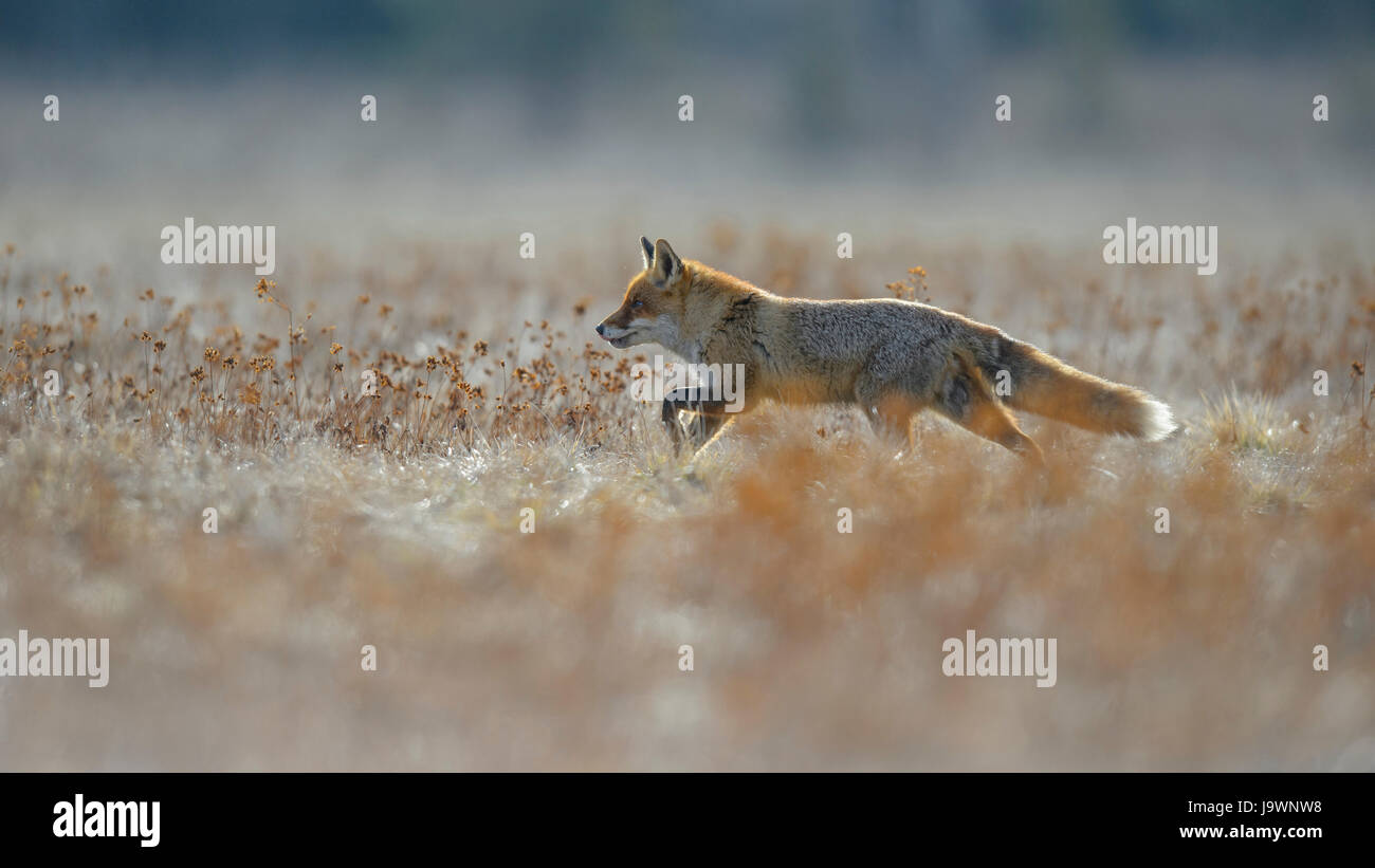 Side view red fox running hi-res stock photography and images - Alamy