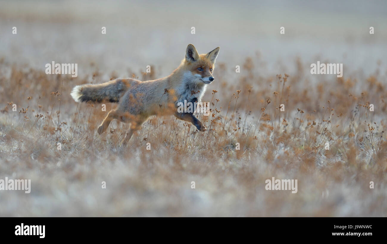 Side view red fox running hi-res stock photography and images - Alamy