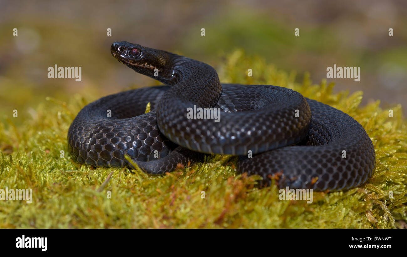Common European Viper (Vipera berus), Common European adder, black ...