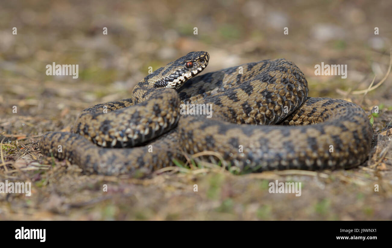 Common European Viper (Vipera berus), Common European adder, brown ...