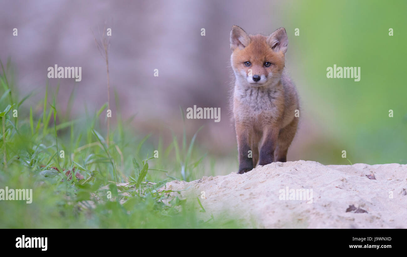 Red fox (Vulpes vulpes), fox puppy in front of the burrow, Biosphere ...