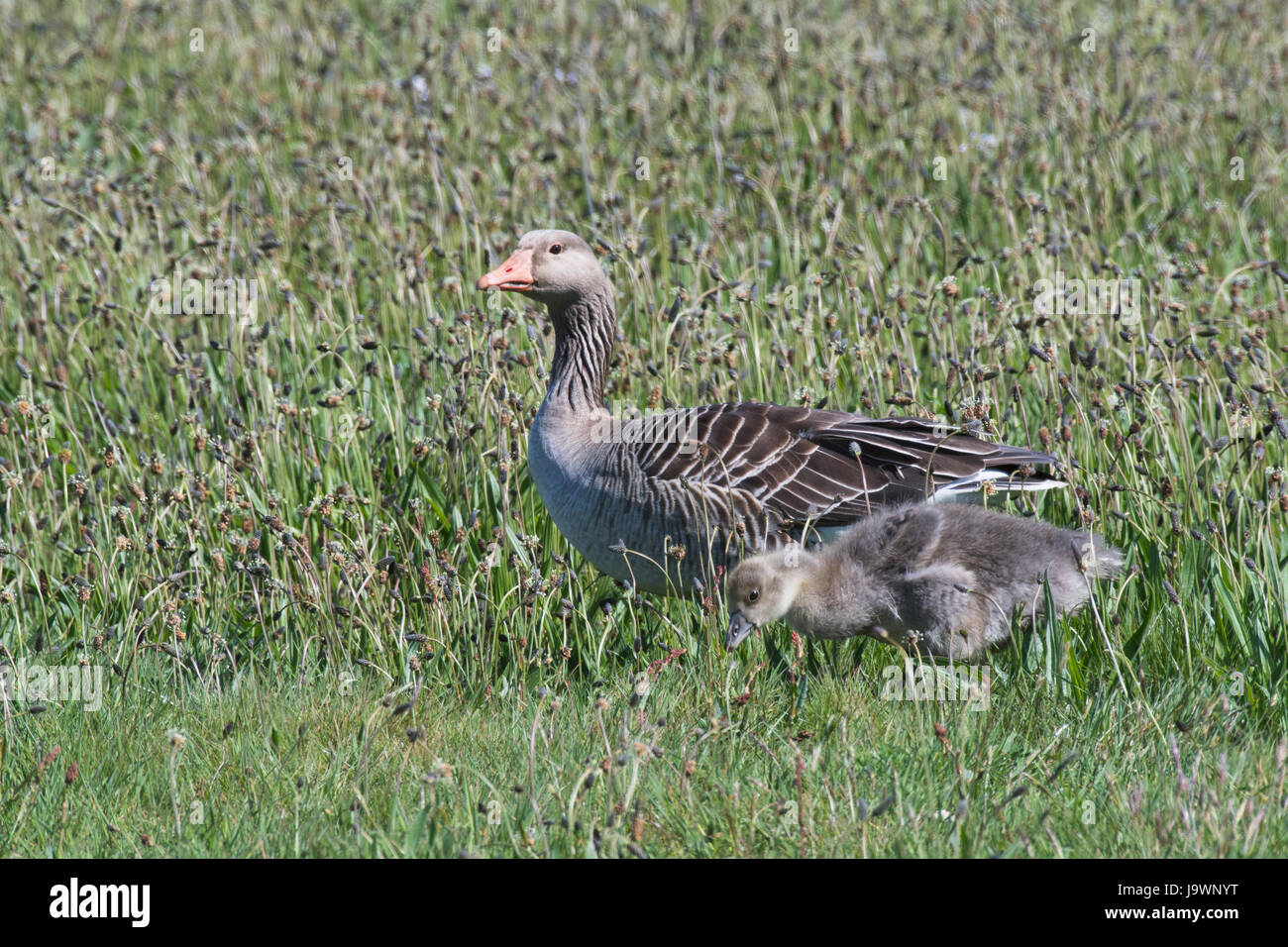 Greylag goose (Anser anser) with chick, walking in field, Texel, North ...