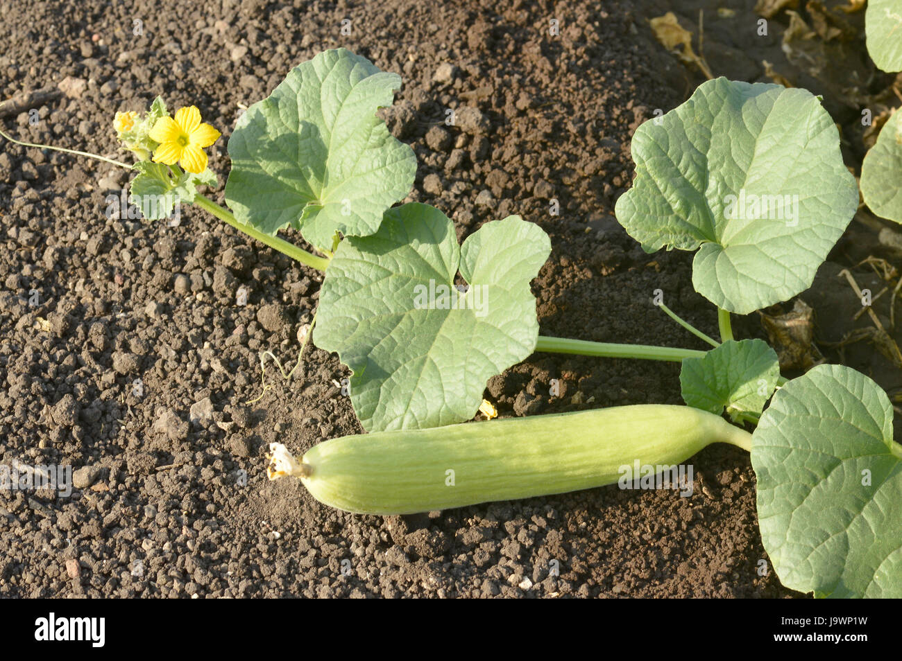 Growing cucumber in field, Cucumis sativus near Pune, Maharashtra Stock ...