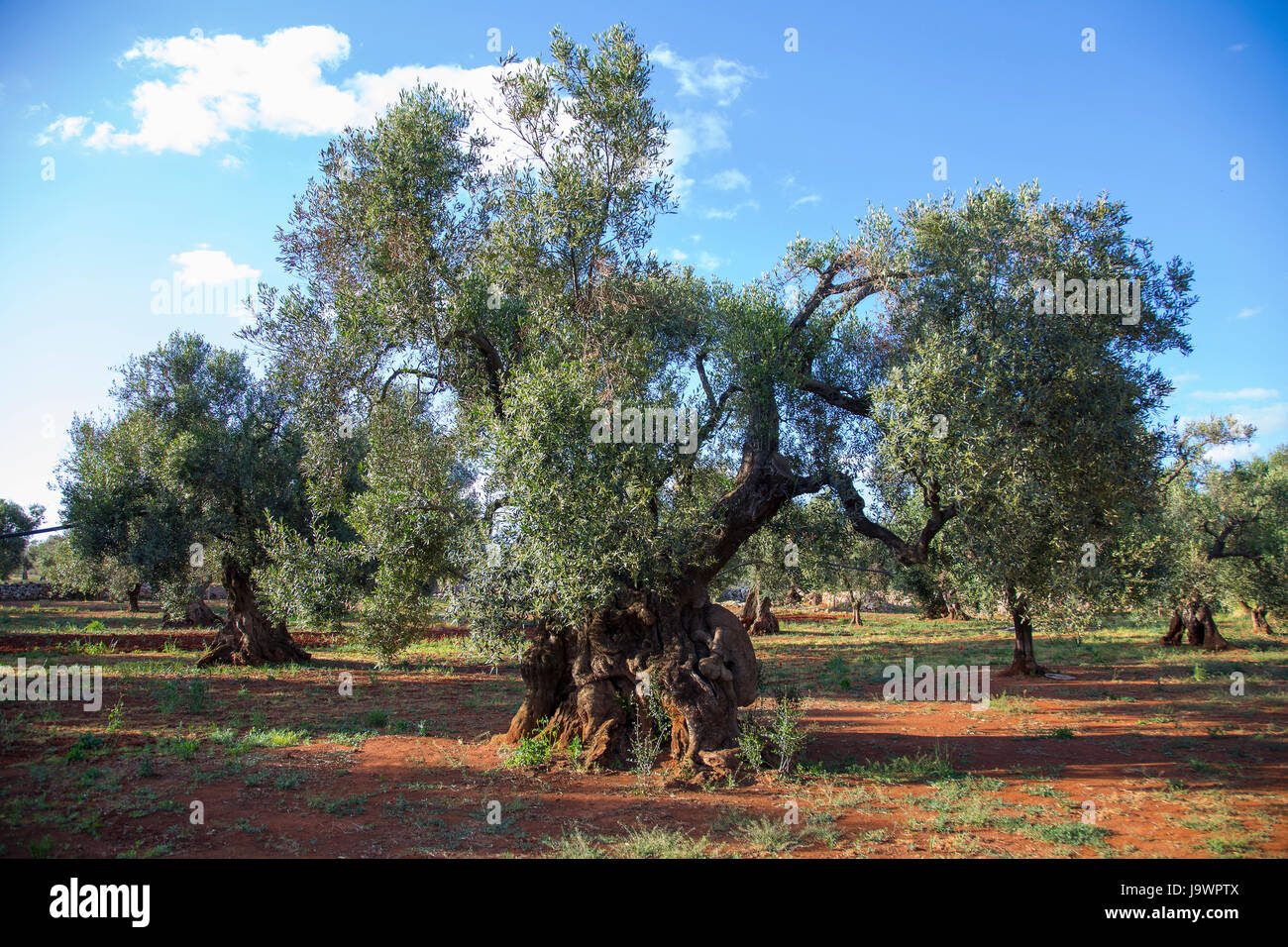 Old olive tree in olive grove Giardino degli Angeli, Presicce near ...