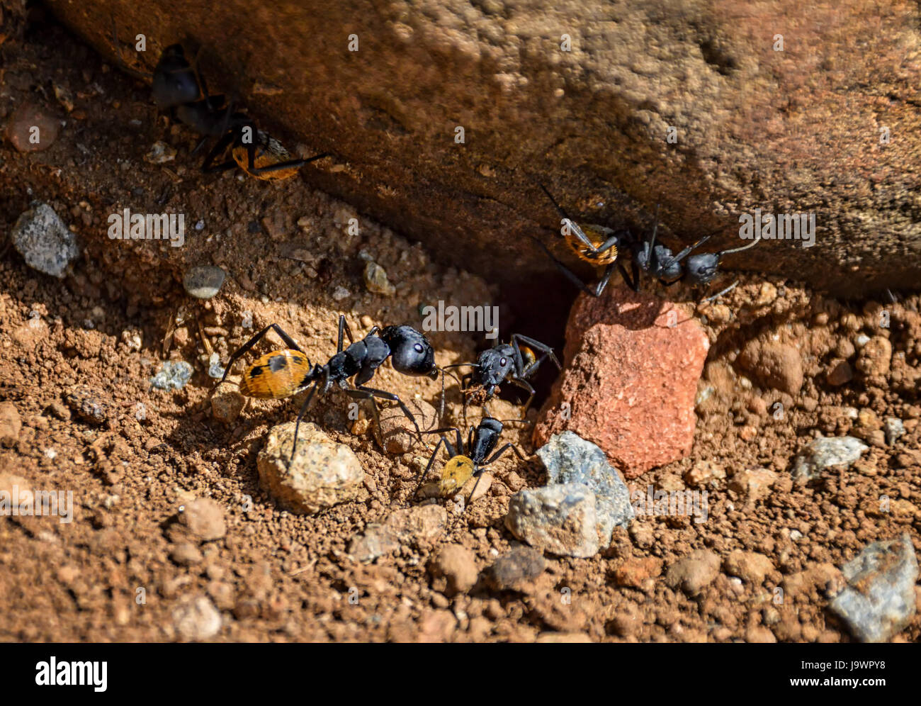 Bal-byter Ants in Southern African savanna Stock Photo - Alamy