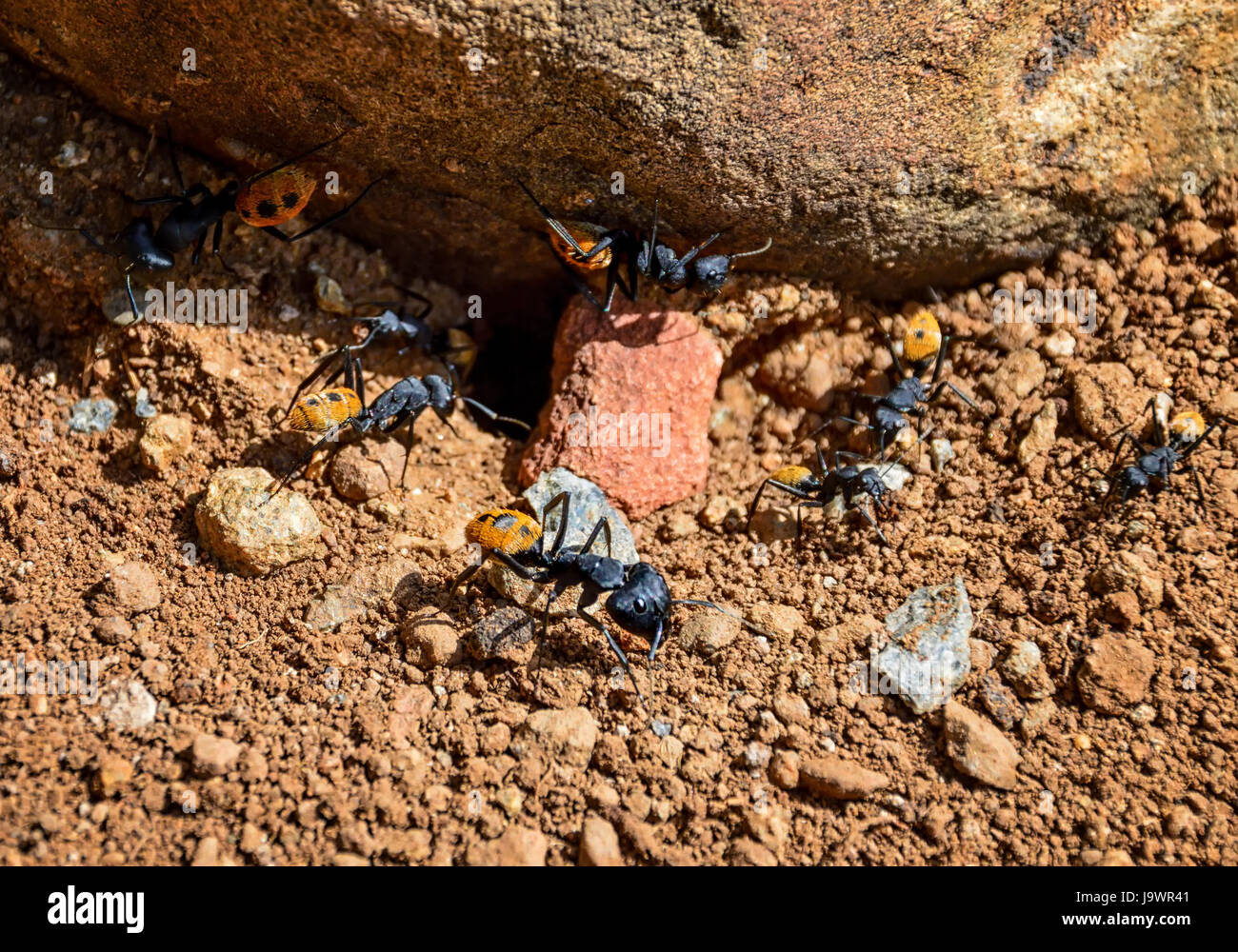 Bal-byter Ants in Southern African savanna Stock Photo - Alamy
