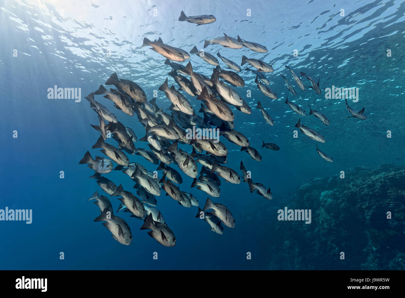 Black and white Snapper (Macolor niger) swimming over coral reef, Red ...