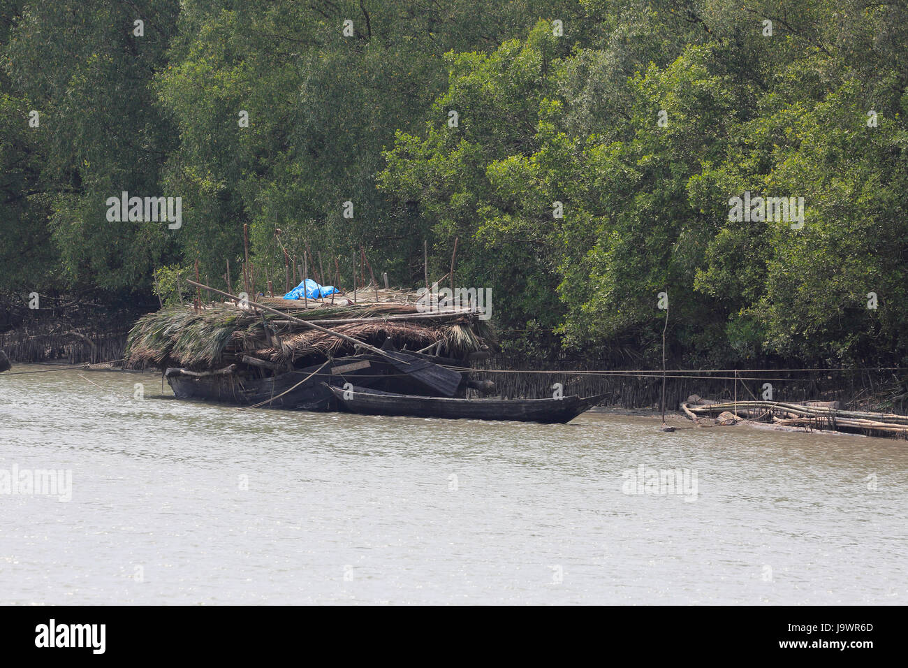Boats carry Golpata also called Nipa Palm on the Shipshaw River ...