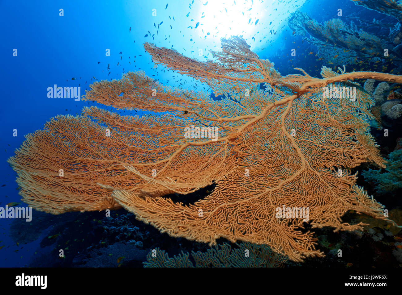 Red giant sea fan hi-res stock photography and images - Alamy
