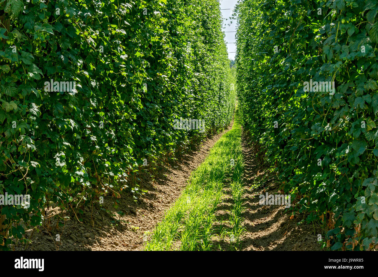 Ripe hop, hop garden, Wolnzach, Hallertau, Holledau, Upper Bavaria ...