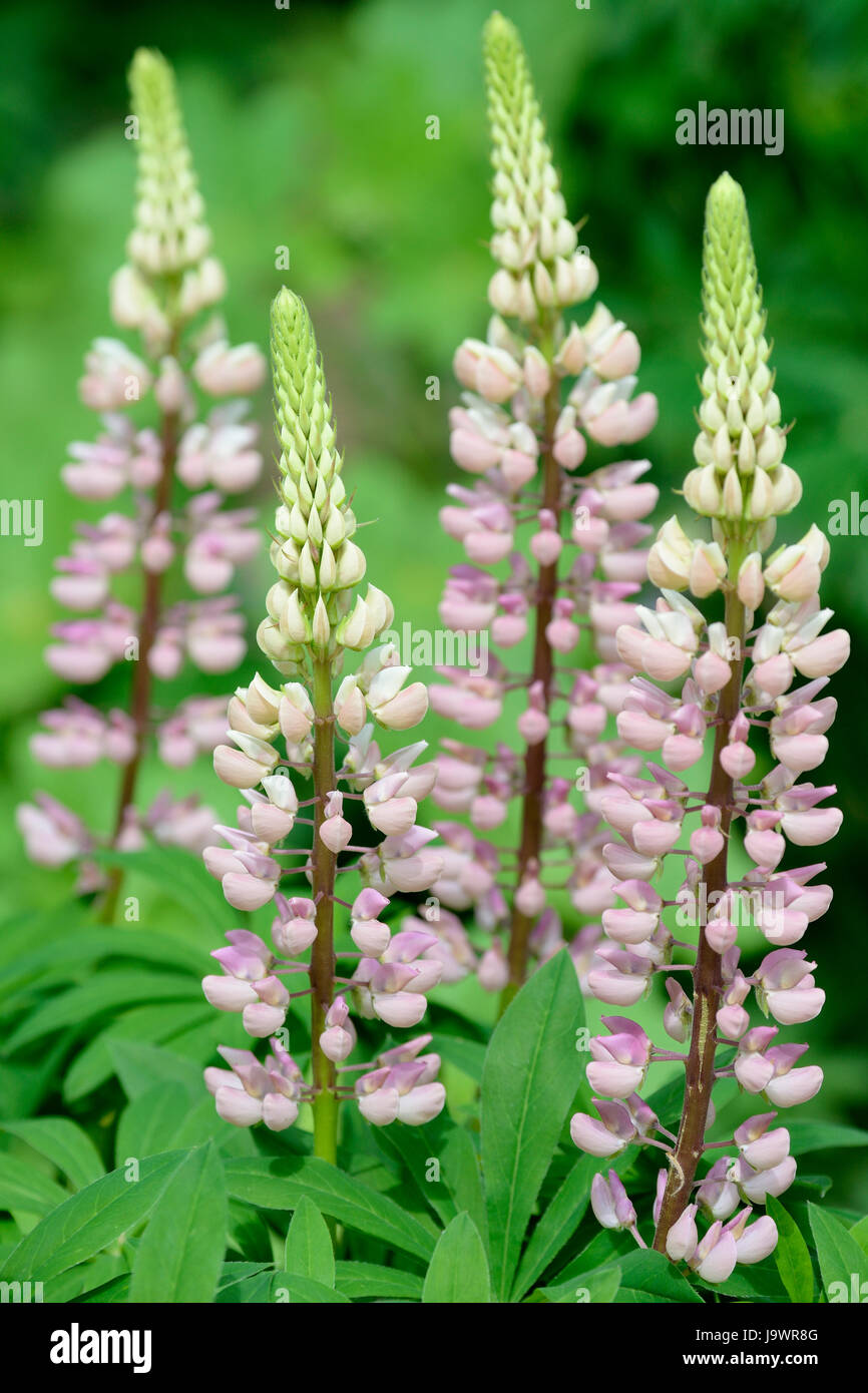 Lupins (Lupinus sp.), pink blossom, North Rhine-Westphalia, Germany ...
