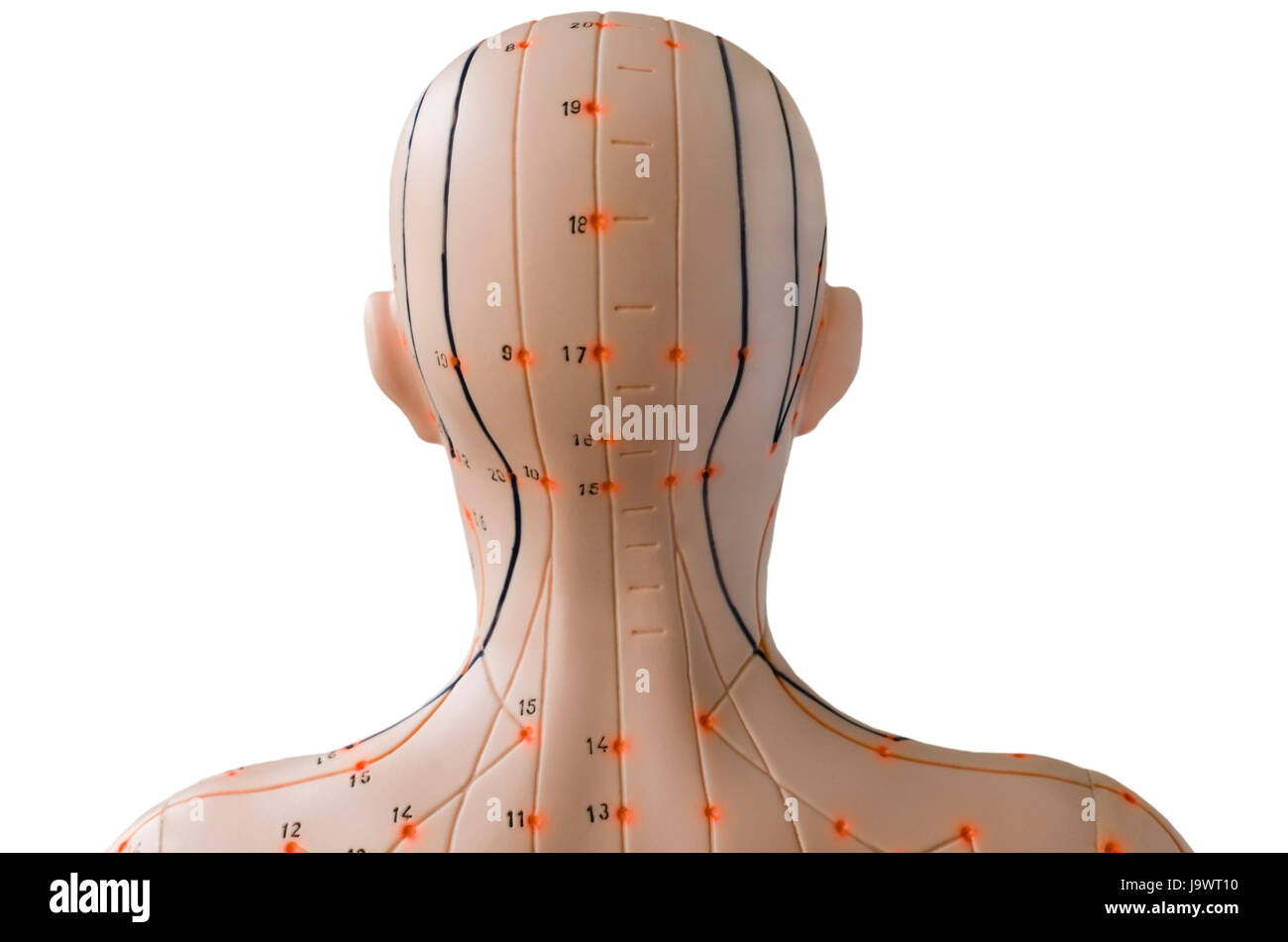 acupuncture model (head from behind Stock Photo - Alamy