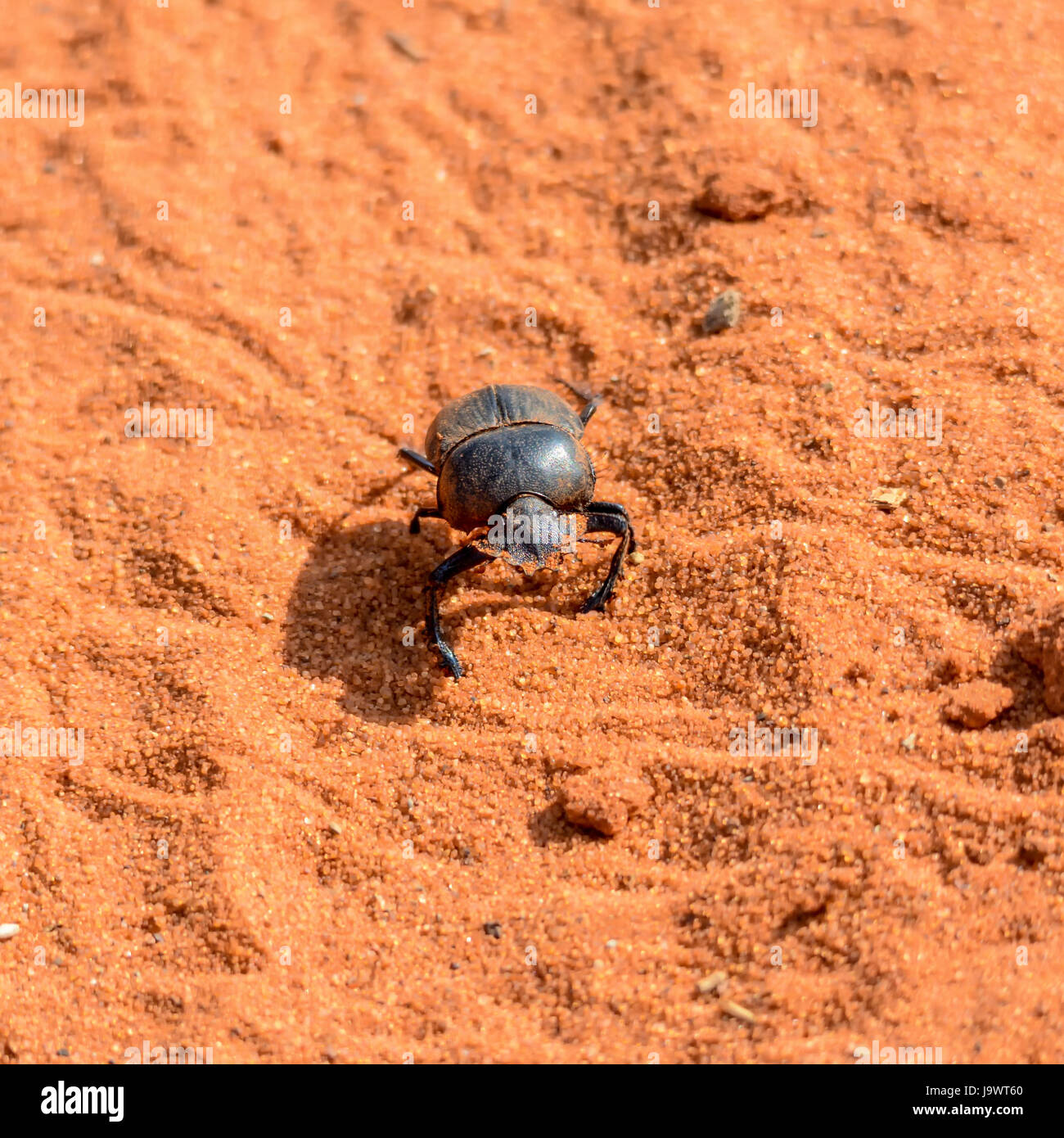 A Green Grooved Dung Beetle on a dirt track in Southern Africa Stock ...