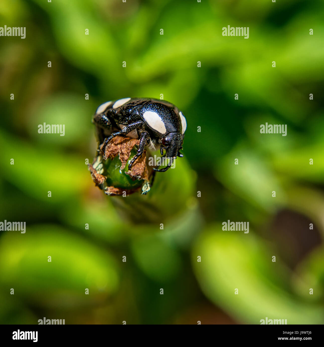 White-spotted Fruit Chafer in Southern Africa Stock Photo - Alamy