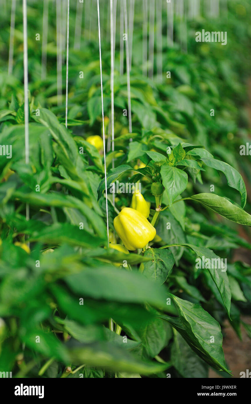 food, aliment, pepper, agriculture, farming, vegetable, paprika ...