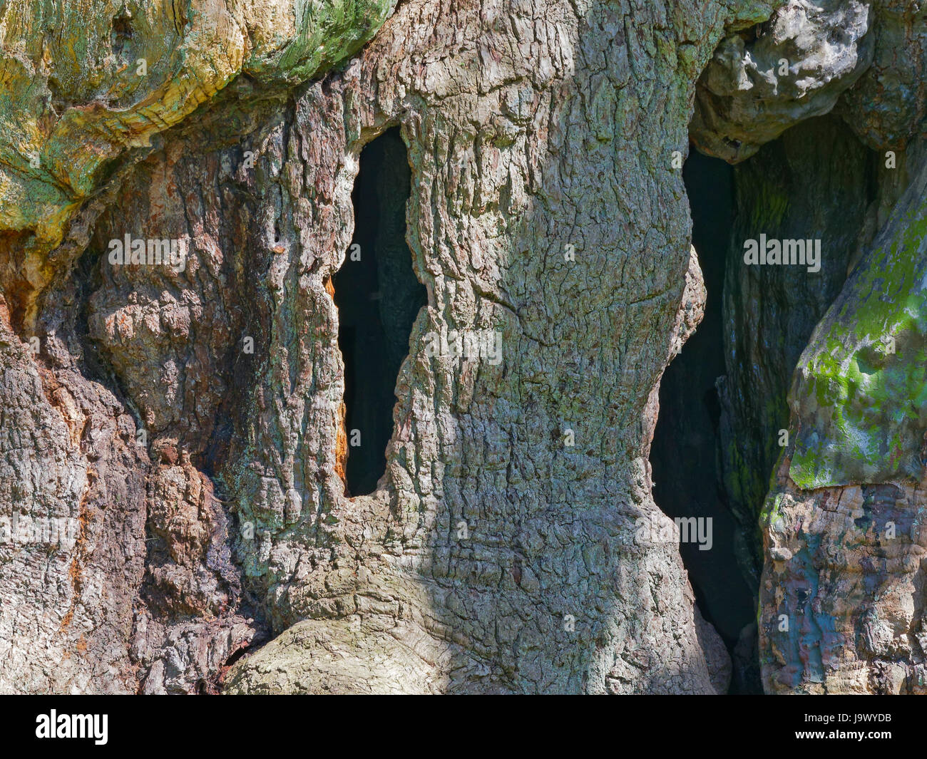 Oak Tree Trunk Hole High Resolution Stock Photography and Images - Alamy