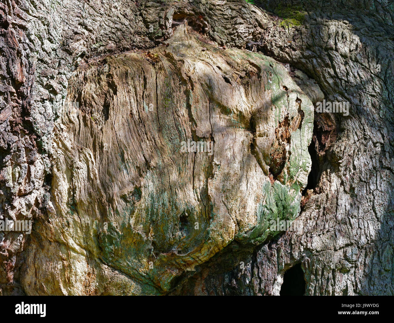 Close-up of a section of the Major Oak tree trunk in Sherwood forest ...