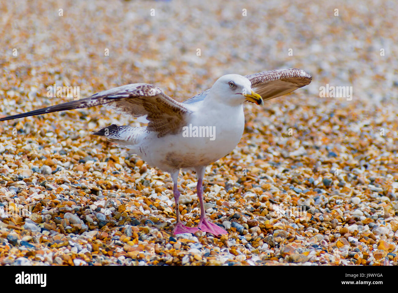 Closeup of an immature Herring Gull standing on a shingle beach with ...