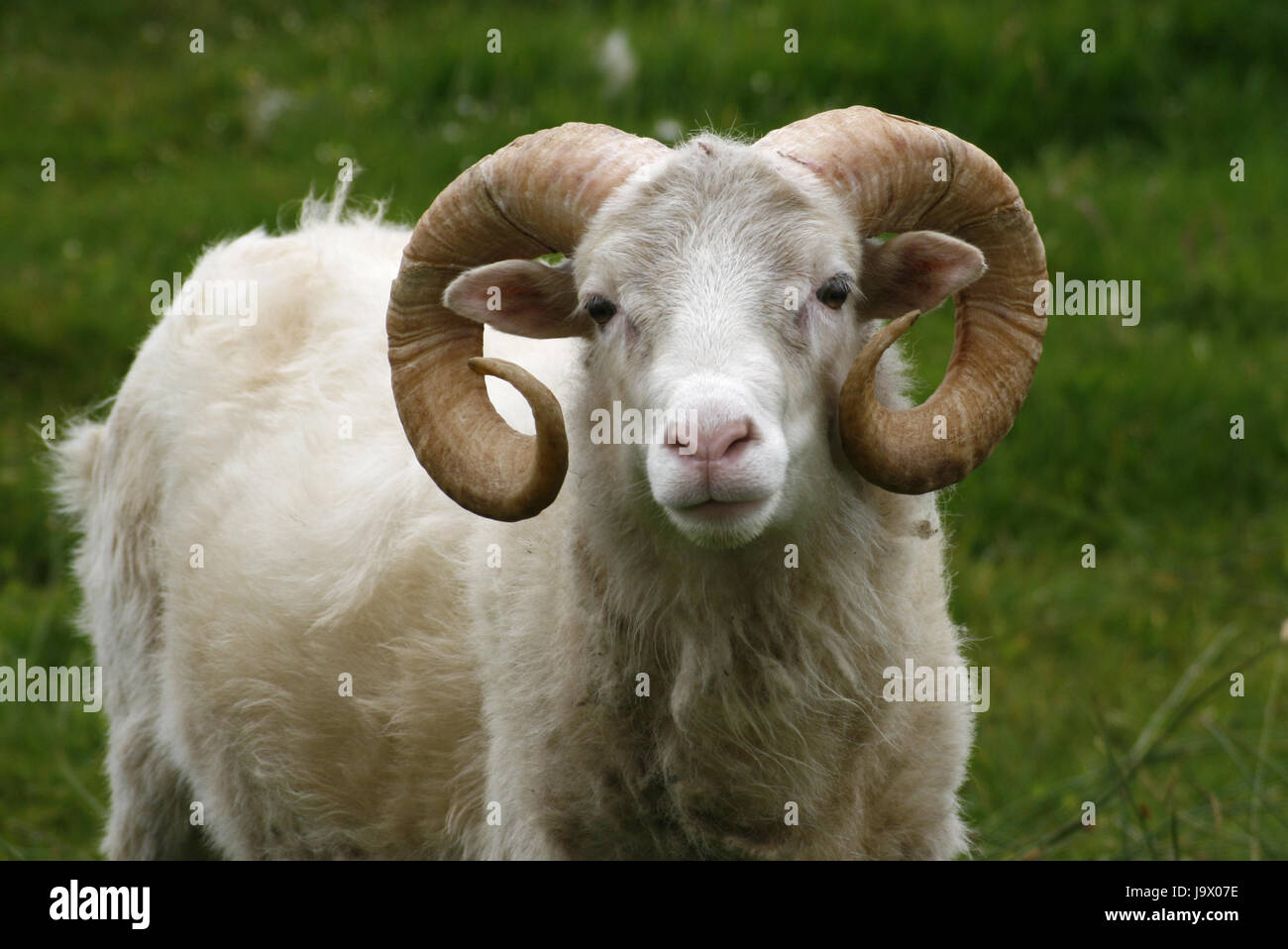 horn, sheep, sheep farming, wool, ram, cornets, buck, horn, sheep ...