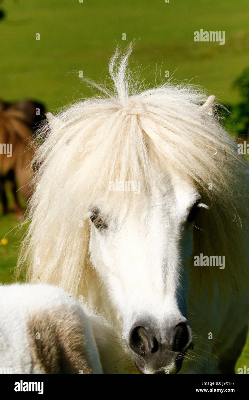Bucking Pony High Resolution Stock Photography and Images - Alamy