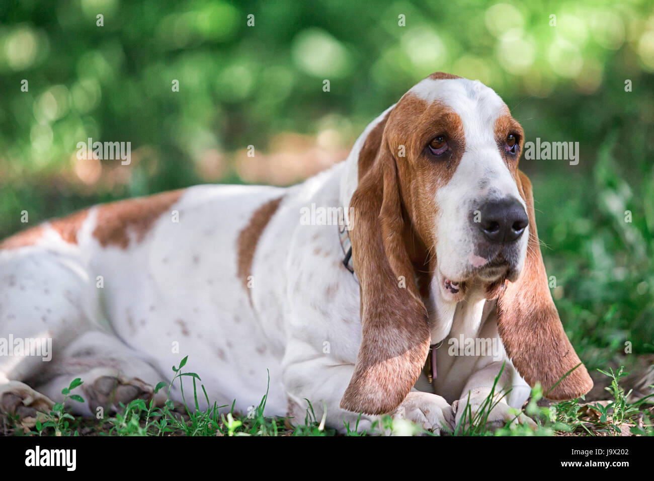 Large hunting hound hi-res stock photography and images - Alamy