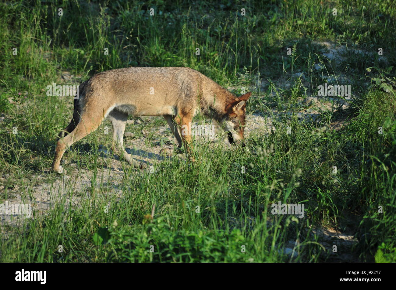 danger, fur, skin, dog, predator, wolf, natural preserve, wild animal ...