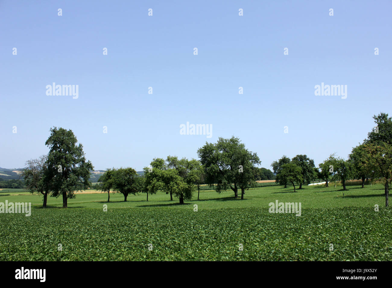 fruit trees in gorge Stock Photo - Alamy