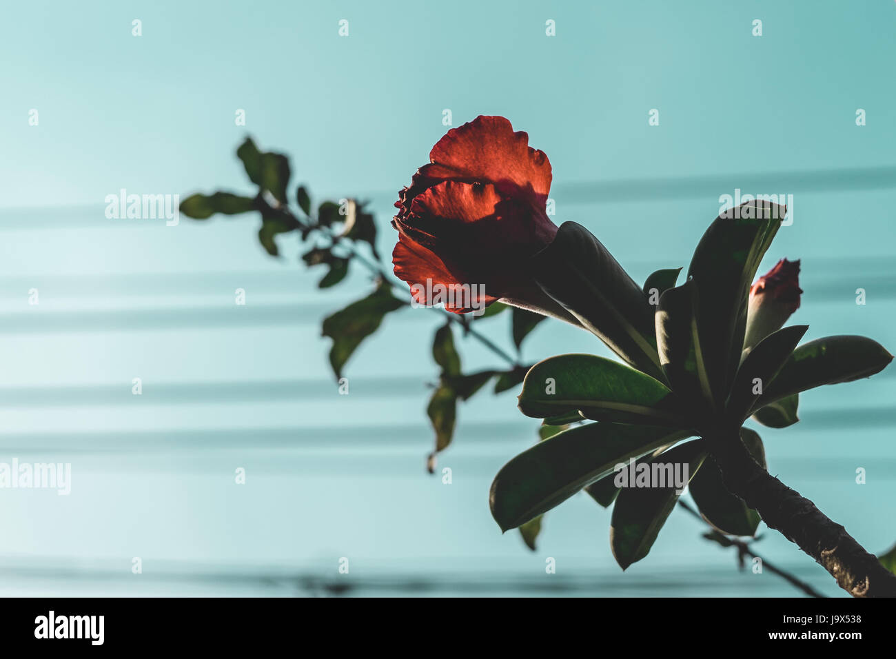 Red rose under sunlight Stock Photo - Alamy
