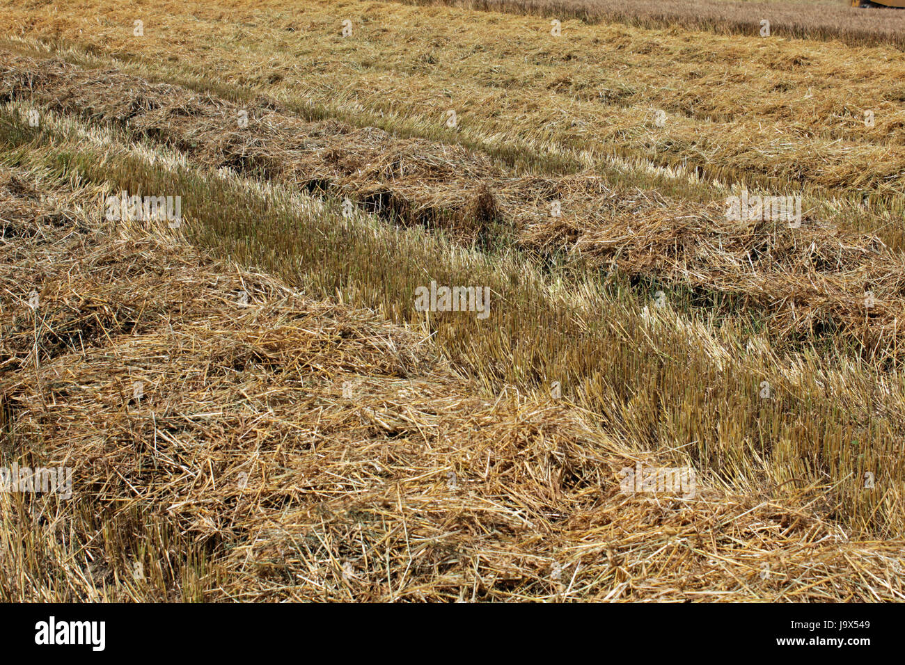agriculture, farming, field, grain, wheat, combine harvester, hay ...