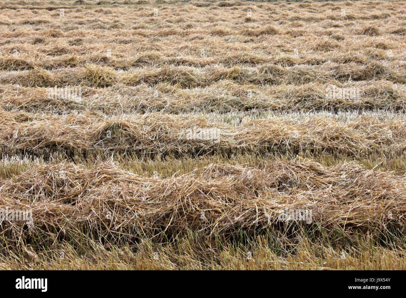 agriculture, farming, field, grain, wheat, combine harvester, hay ...