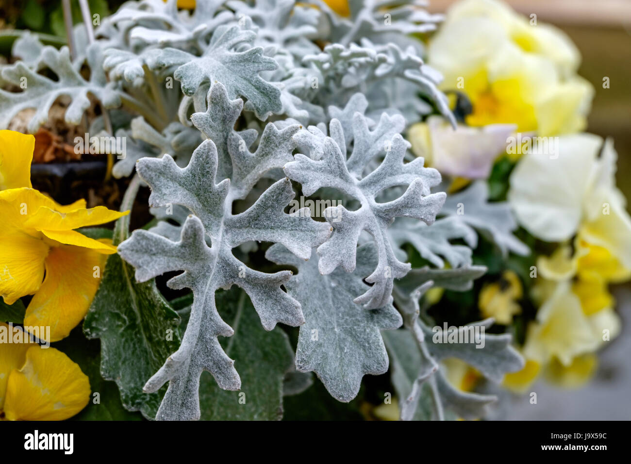 Snow green leaf in japan Stock Photo - Alamy