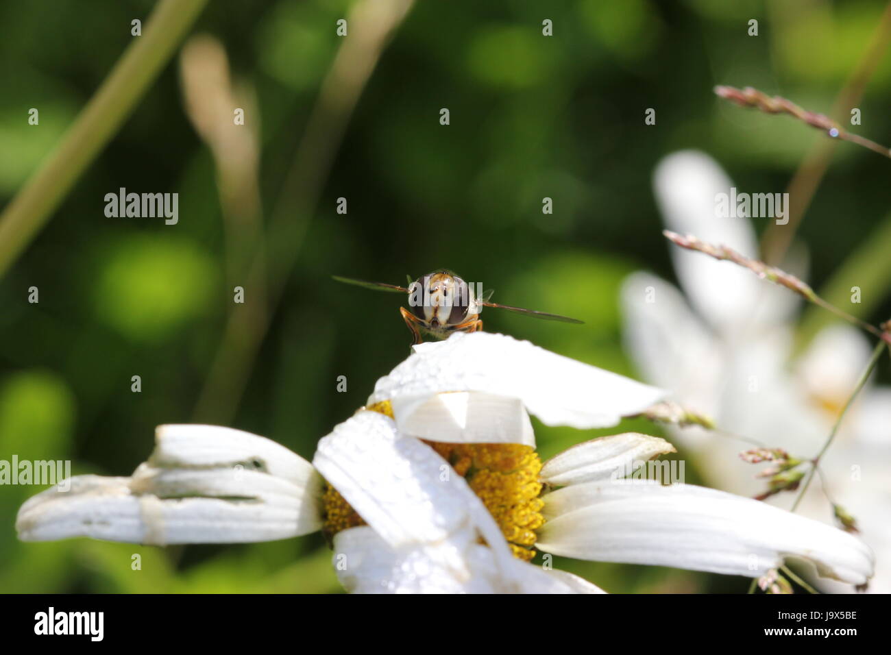 portrait of a hoverfly Stock Photo - Alamy