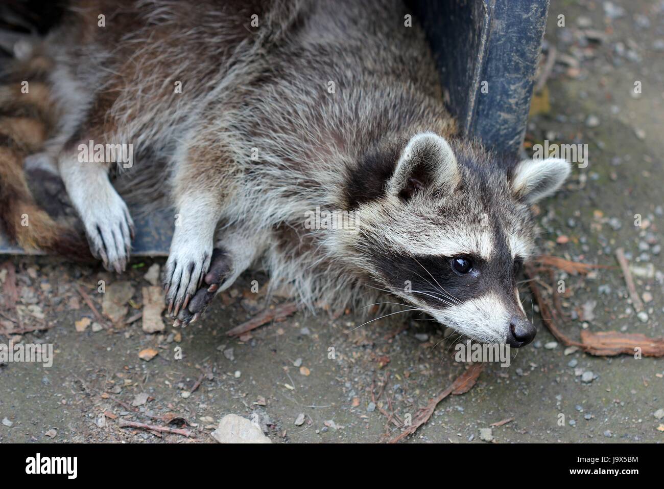 bear, zoo, sleep, sleeping, predator, raccoon, coon, mull, refuse ...