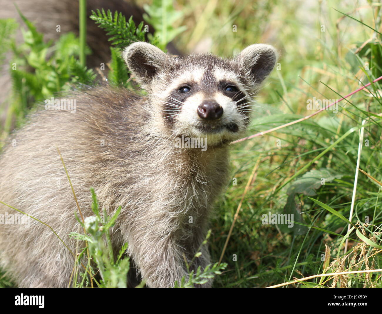 bear, zoo, predator, cub, baby, young animal, raccoon, coon, north ...