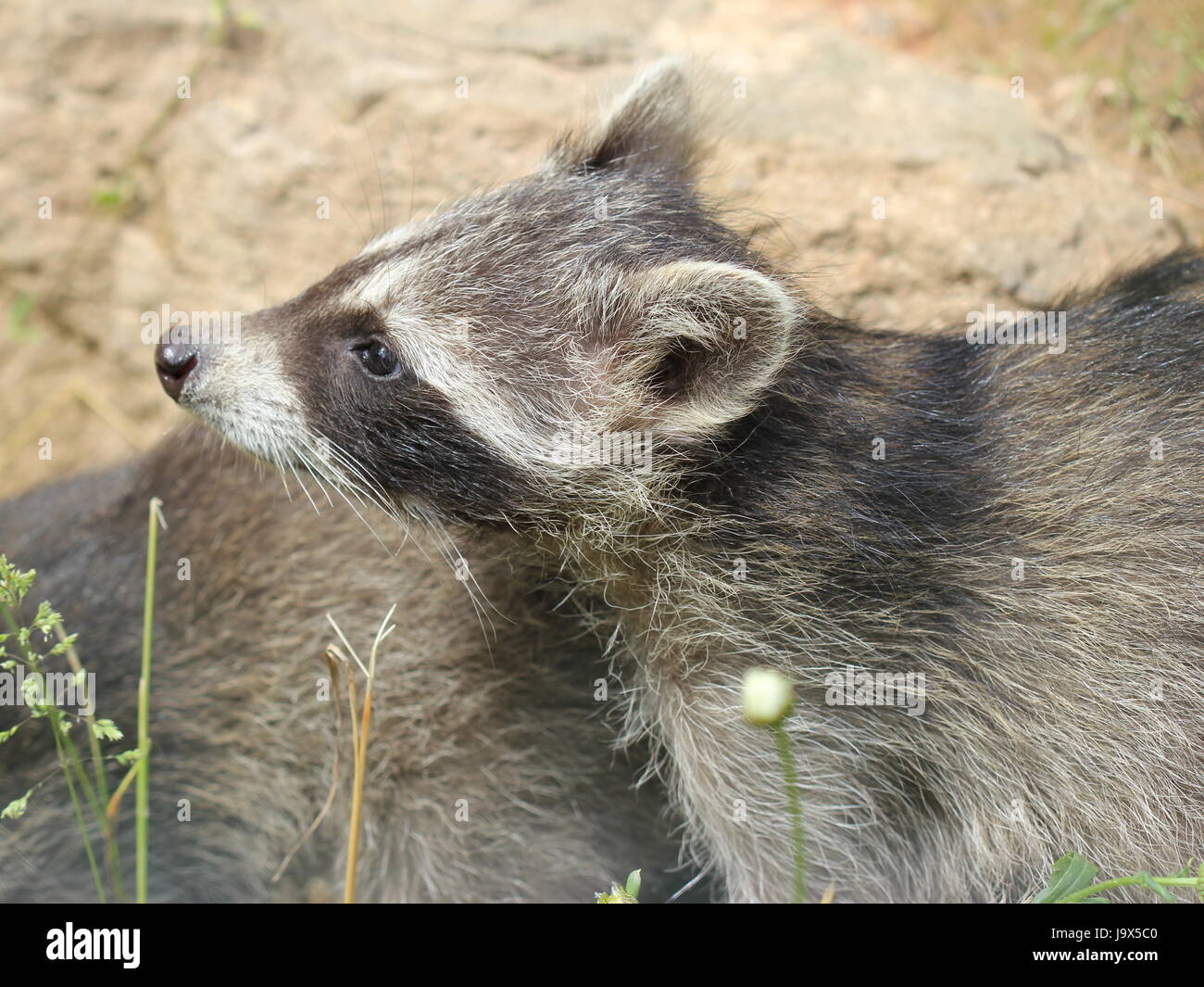 bear, zoo, predator, cub, baby, young animal, raccoon, coon, north ...