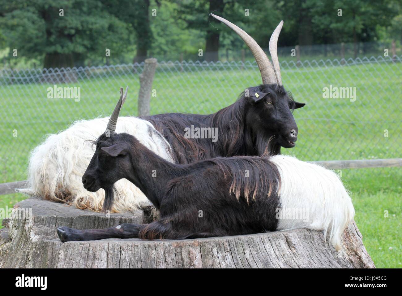 Sleeping goats hi-res stock photography and images - Alamy