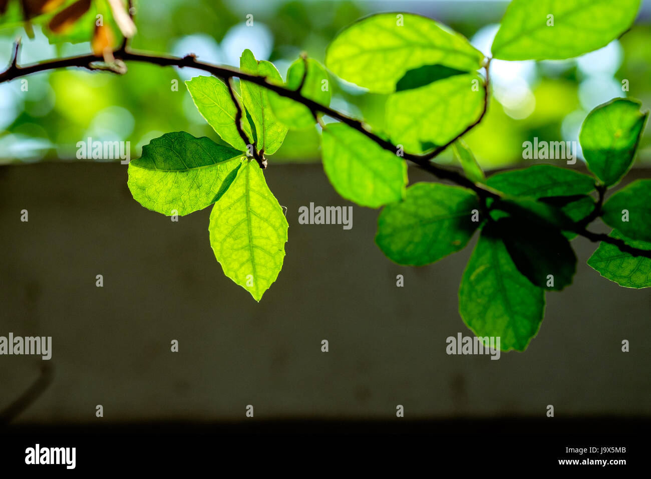 Sunlight on the green leaf Stock Photo - Alamy
